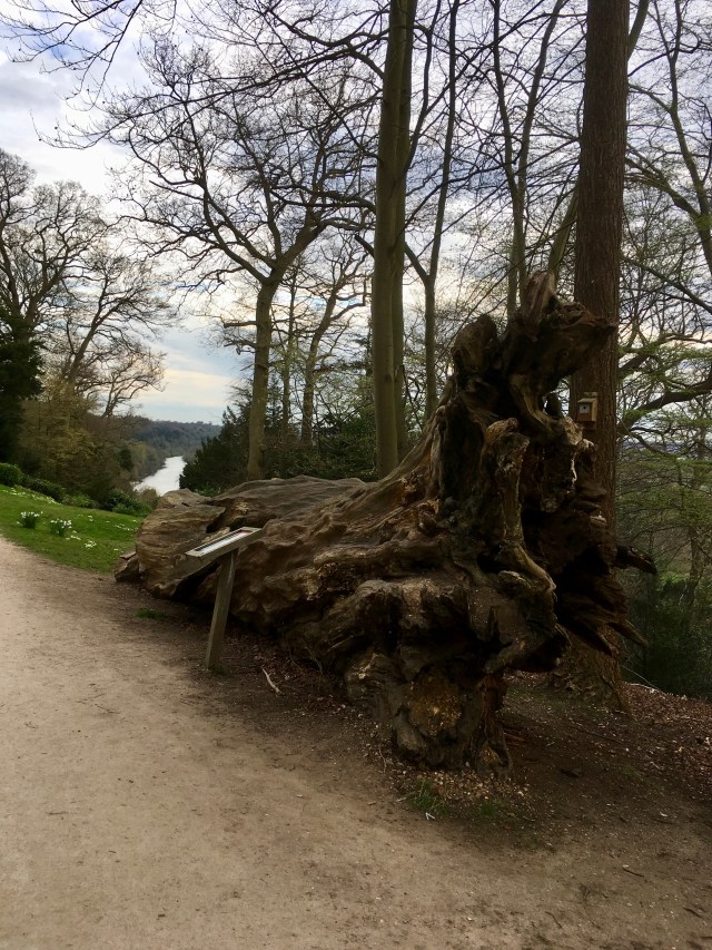 Canning Oak at Cliveden « miladysboudoir